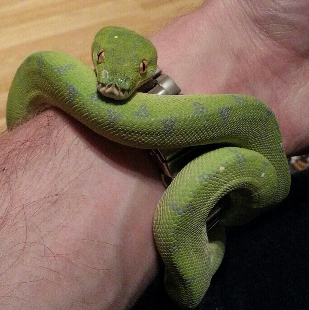 The Green Tree Python thread | Page 184 | Reptile Forums