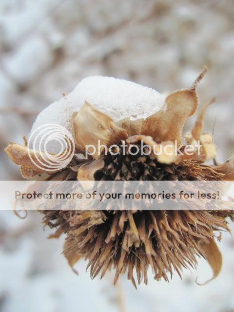 Frozen Sunflower | Magical Mystical Teacher