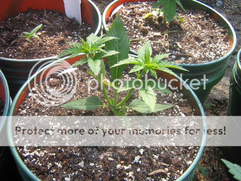 Guerrilla Warfare: TGA's Jack The Ripper & Querkle, DNA's Cataract Kush ...