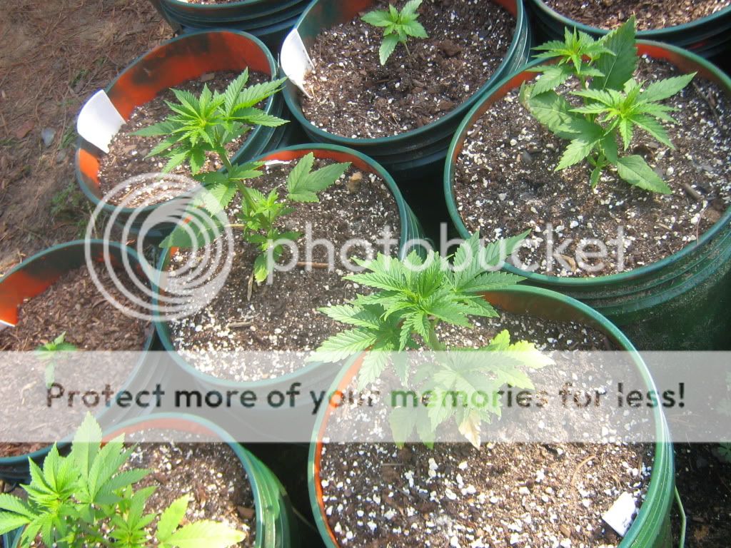Guerrilla Warfare: TGA's Jack The Ripper & Querkle, DNA's Cataract Kush ...