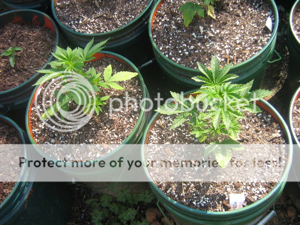 Guerrilla Warfare: TGA's Jack The Ripper & Querkle, DNA's Cataract Kush ...
