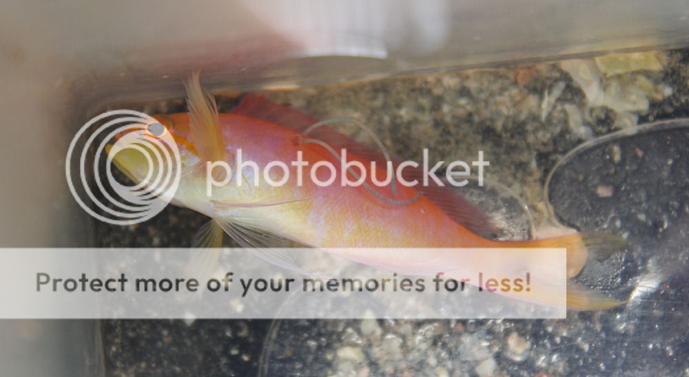 Large internal/external worm parasite ID - Pest and Disease Treatments ...