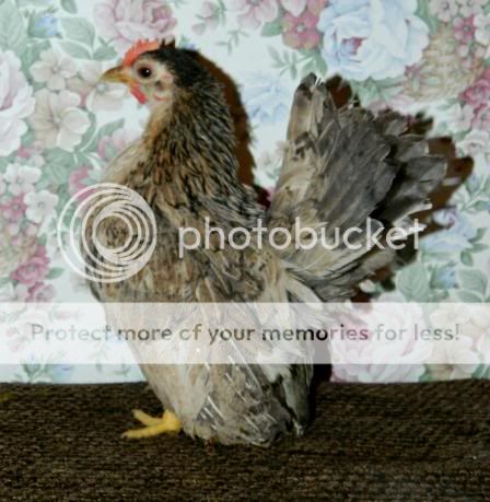 How to breed wheaton/blue wheatons?? | BackYard Chickens - Learn How to ...